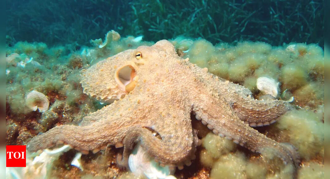 Why does octopus have blue blood? | - Times of India