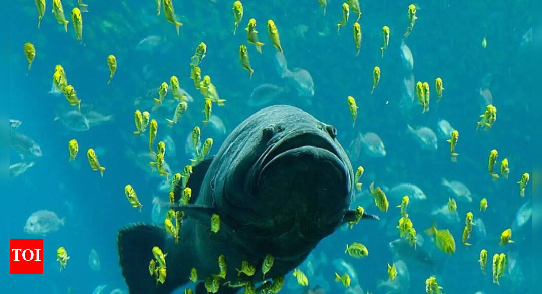 Do fishes sleep? Understanding their unique resting habits and patterns ...