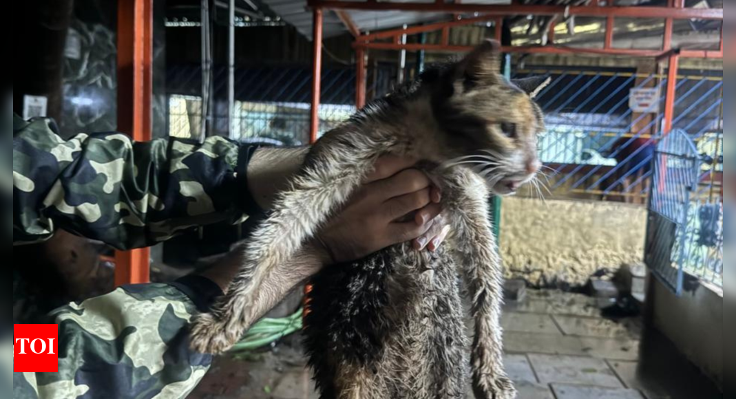 Cats: TMC demolishes cat shelter during the rains, animal lovers demand ...