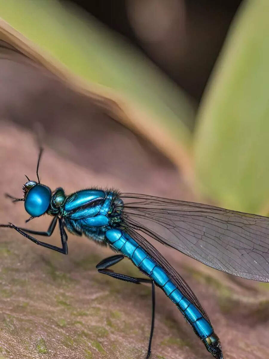 8 tiniest animals that live on Earth | Times of India