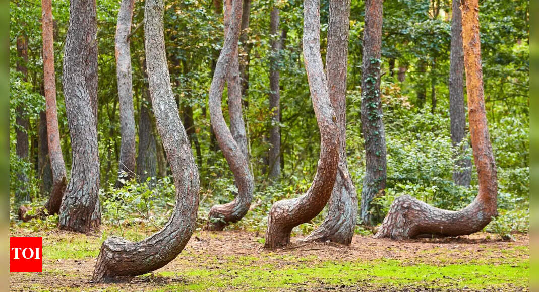 What is the mystery of these crooked trees; Details inside - Times of India