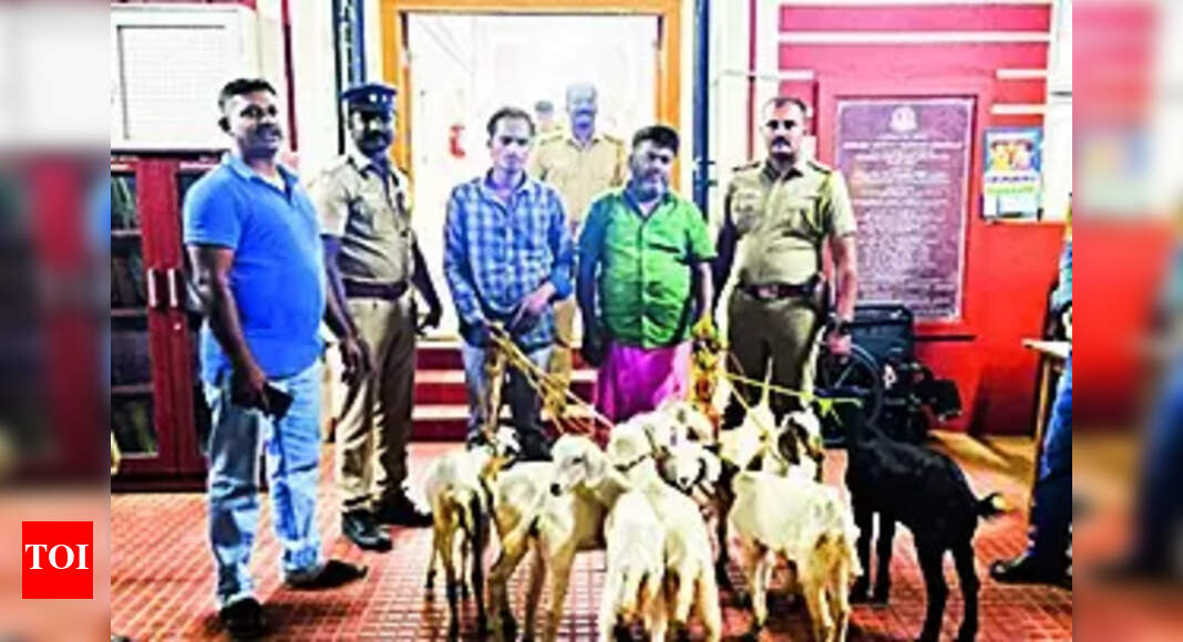 Goat Theft: Three mutton stall owners arrested for stealing goats ...