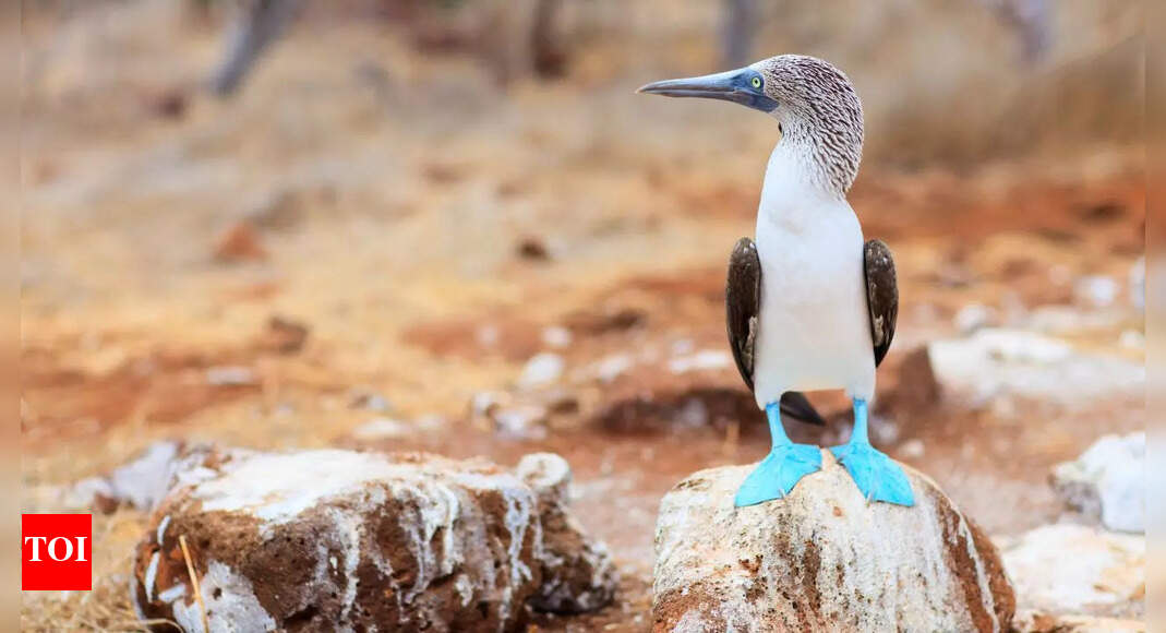Everything you need to know about blue-footed birds and what makes them ...