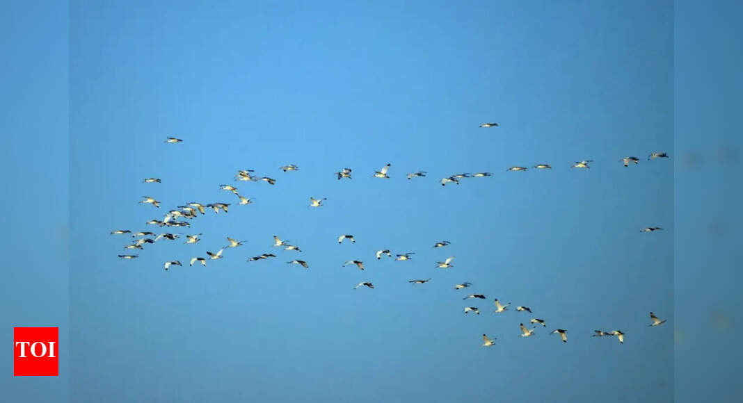 Wildlife photography using smartphones: 9 tips to click birds when ...