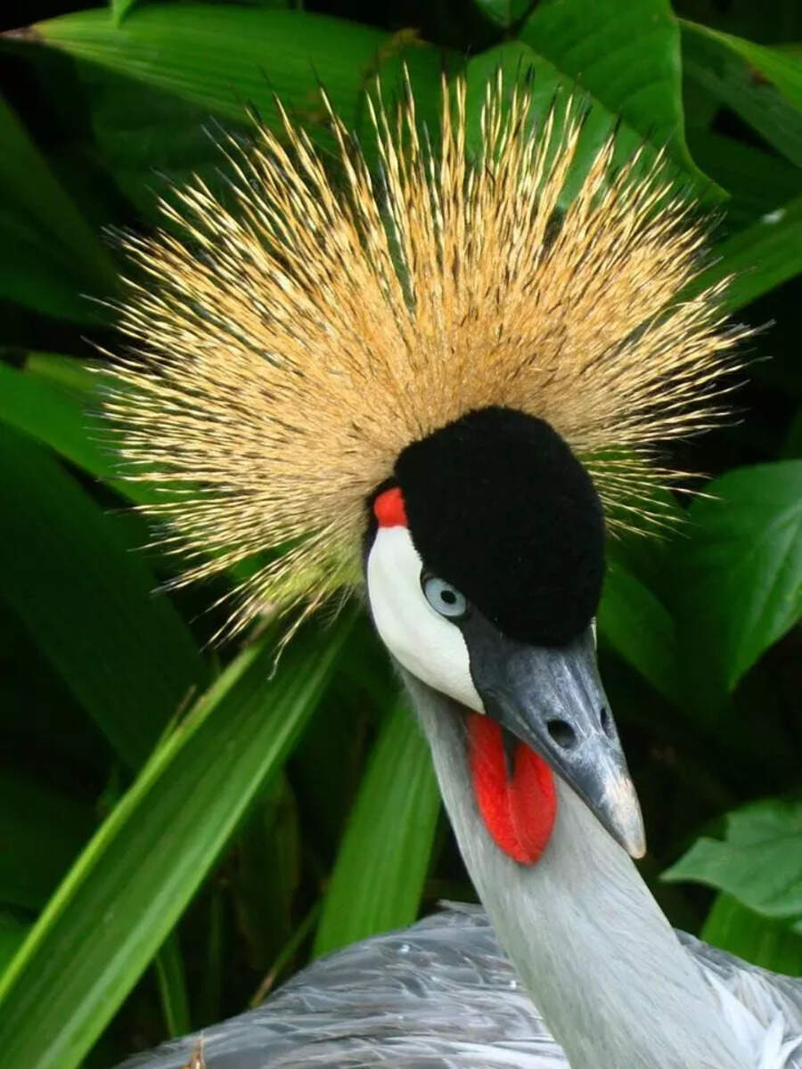 10 most exotic birds around the world | Times of India