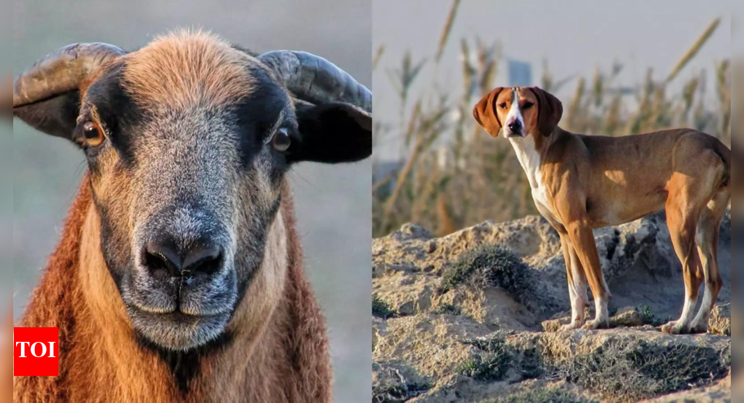 2,700kg dog meat seized at Bengaluru station? It's goat meat, say ...