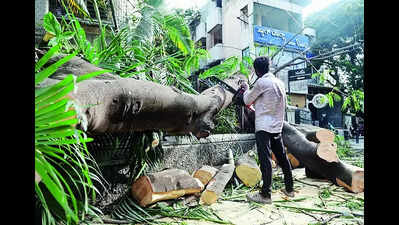 Strong Winds: Strong winds uproot trees in Bengaluru city | Bengaluru News - Times of India