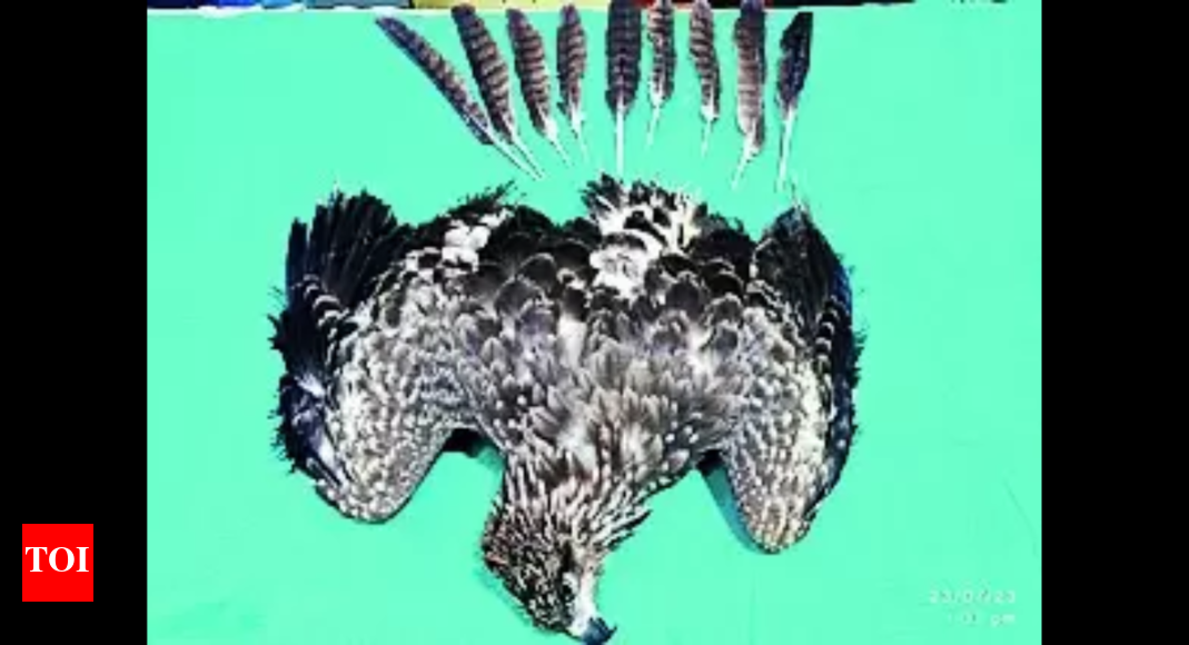 Feather Technique: Feather technique for birds with broken wings ...