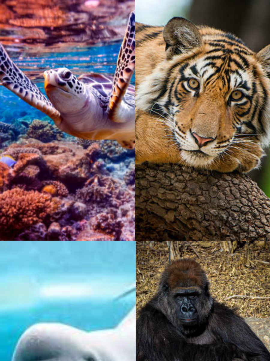 These 10 Animals To Go Extinct By 2050 | Times Now