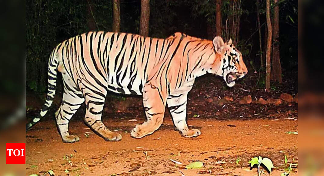 Tigers: Lonely Tigers Leaving Odisha Due to Lack of Mates | Bhubaneswar ...