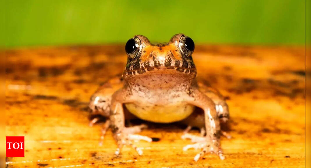 Andamanese Charles Darwin’S Frog: Threatened frog adapts to human trash for breeding: Study ...
