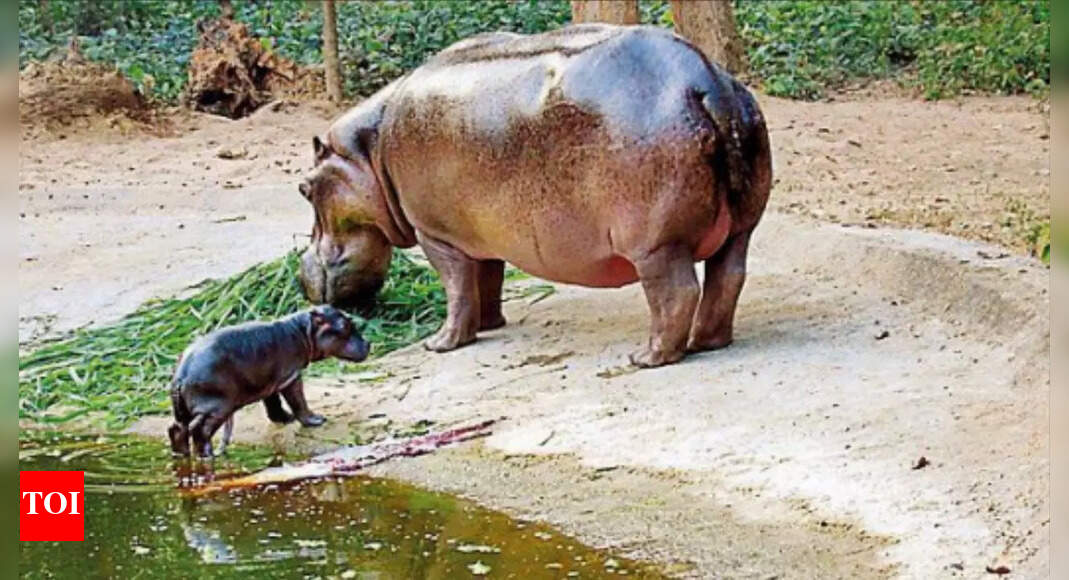 Hippopotamus Attack: Zookeeper dies after hippo attack at Birsa zoo ...