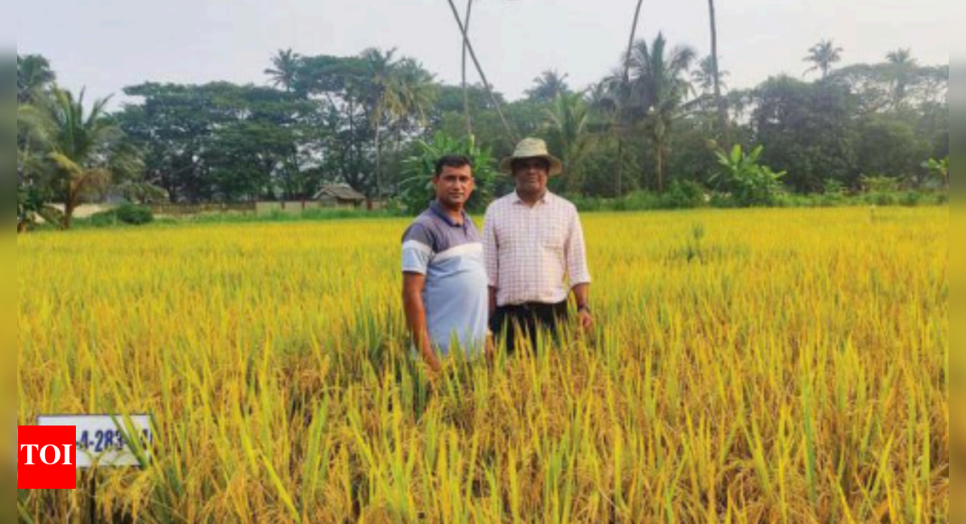 Goan rice variety on Nirmala's list to equip farmers handle climate ...