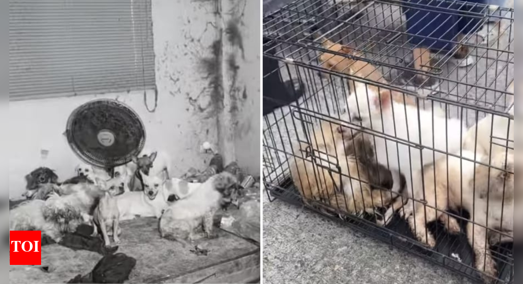 28 starving dogs in Bangkok eat dead owner’s leg to stay alive - Times ...