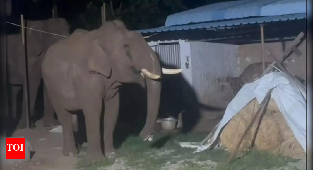 India reported 2,829 human casualties due to elephant attacks in last ...