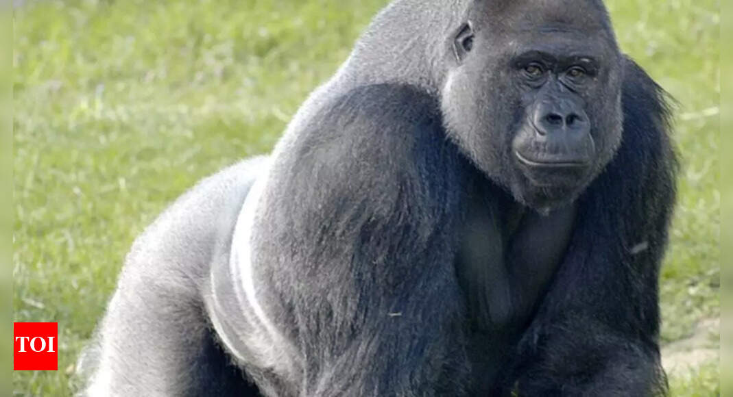 Why do male gorillas beat their chests: Know the significance behind ...