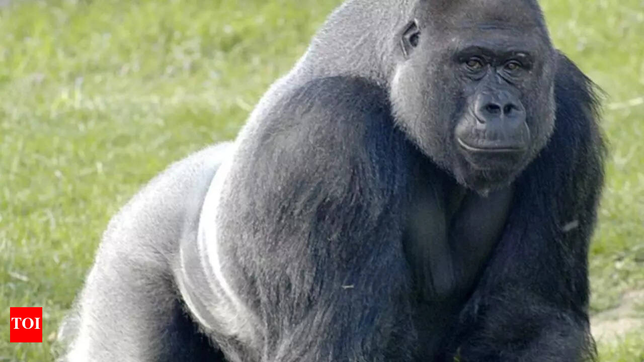 Silverback Gorilla Beating Chest Why Do Gorillas Beat Their Chest