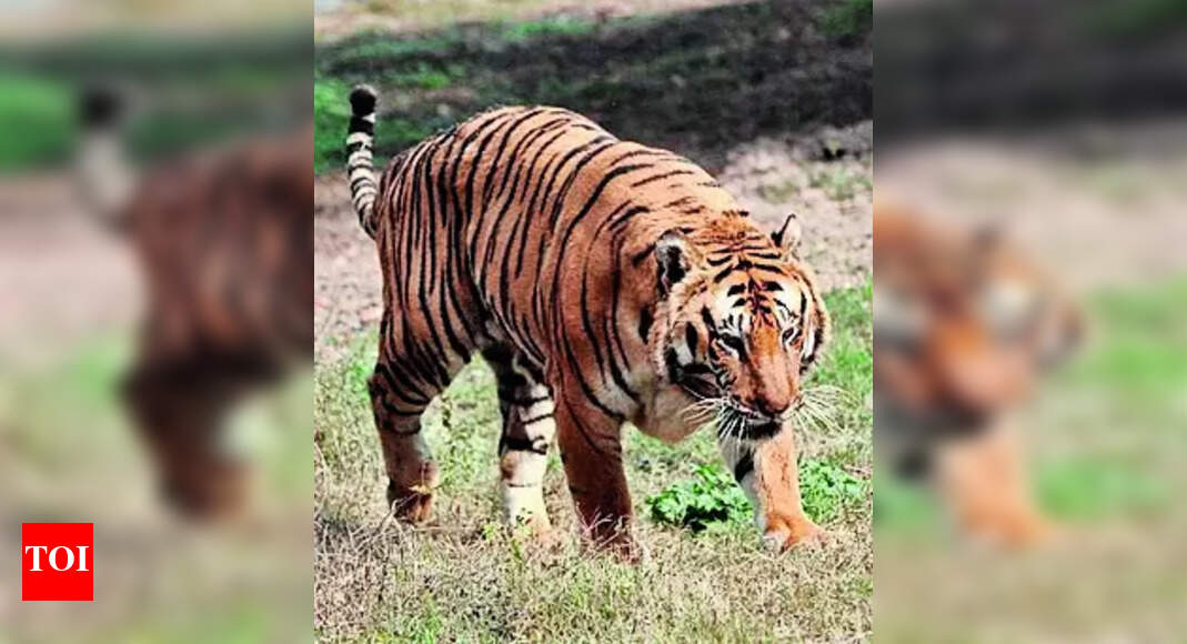 Tiger Conservation: Chhatbir Zoo raises awareness about tiger conservation | Chandigarh News ...
