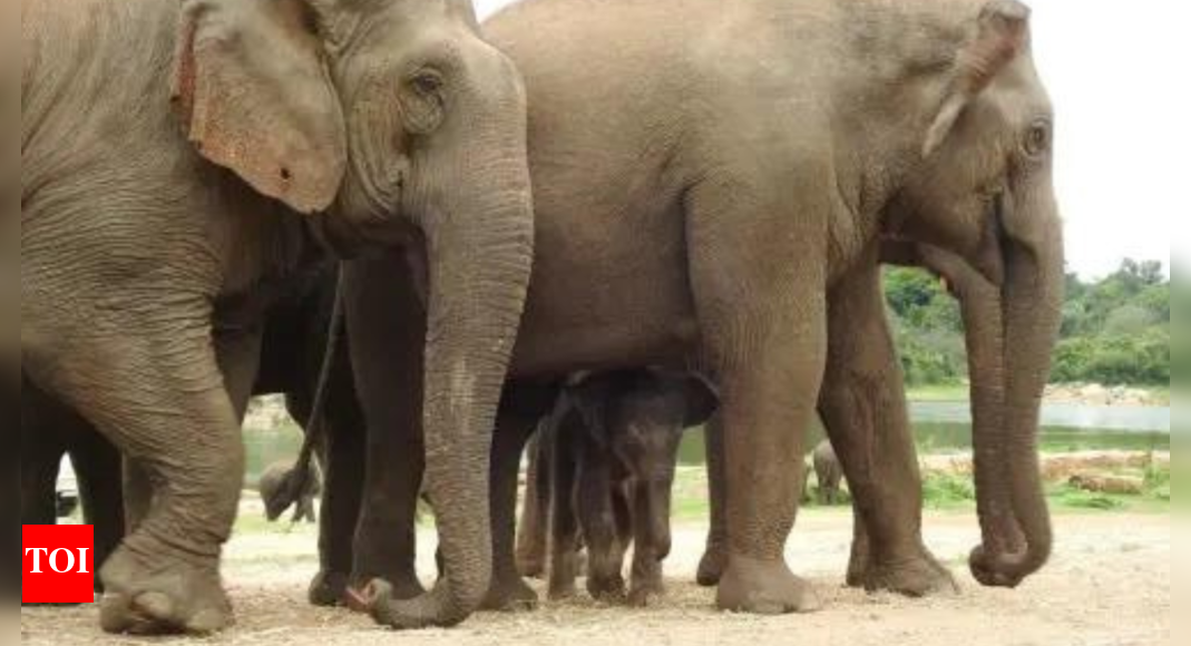Elephant Attacks: 2,829 people killed by elephants in Odisha in last 5 ...