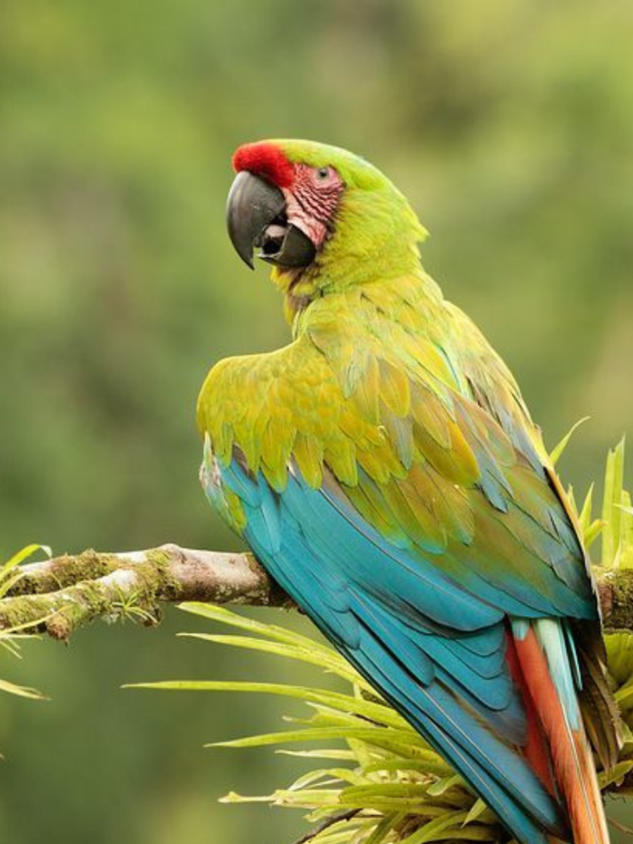 10 bird species extinct due to loss of habitat | Times of India