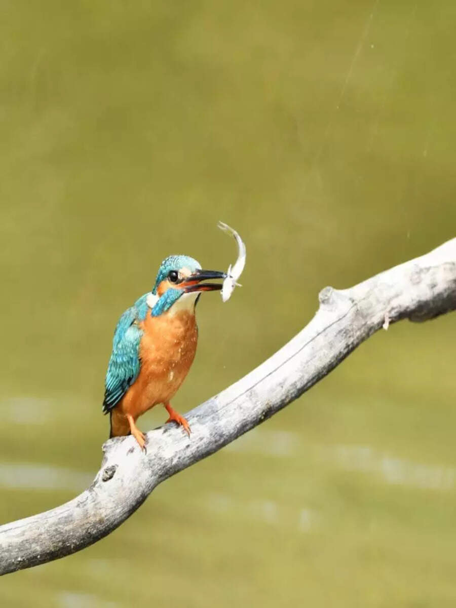 10 most popular bird watching destinations around the world | Times of ...