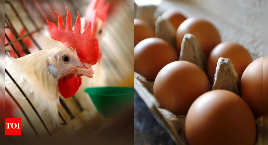 Chicken-or-egg riddle leads to murder in Indonesia; suspect arrested ...