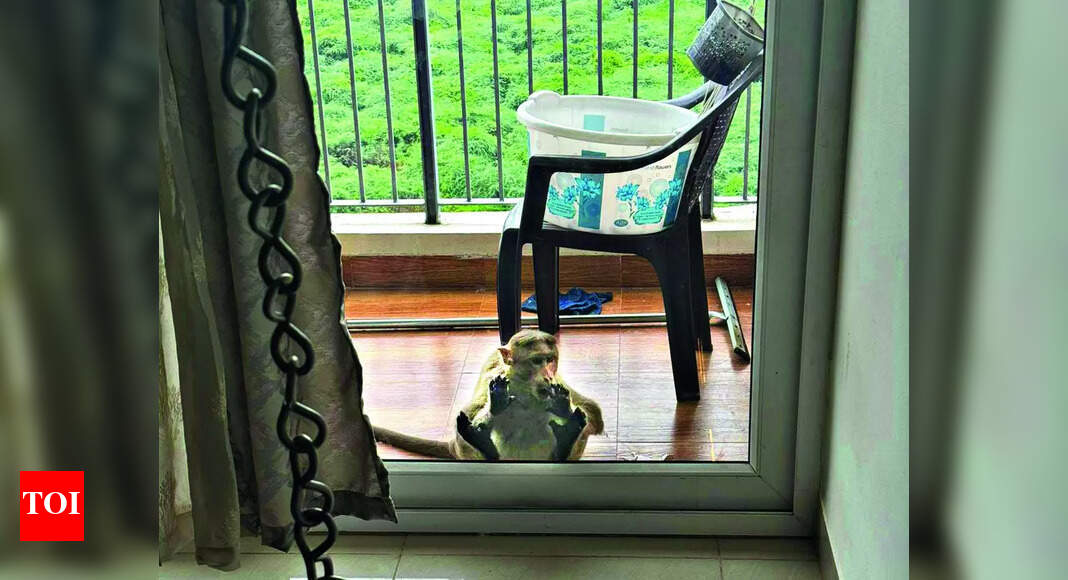 Monkeys: Monkeys wreak havoc in Chennai neighborhoods | Chennai News ...