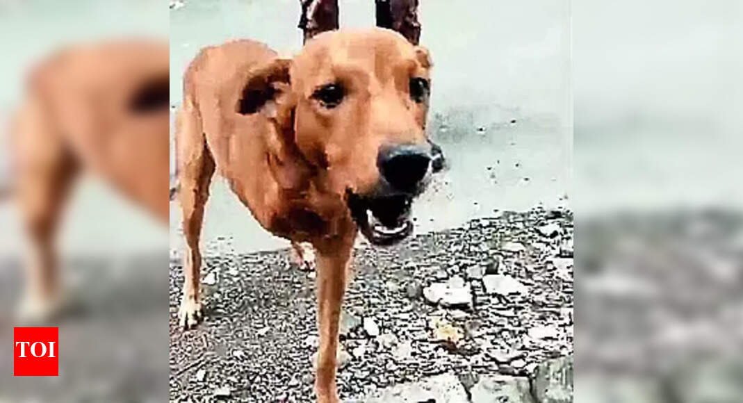 Street Dog: Three-legged street dog survives brutal attack in Surat ...