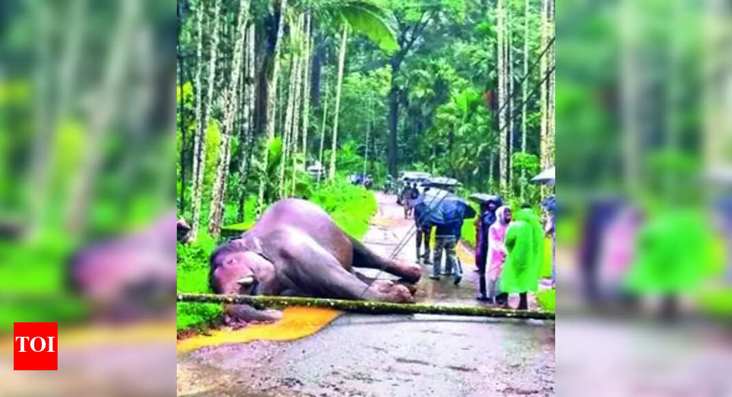 Elephant Electrocuted: Wild tusker electrocuted in Gudalur forest ...