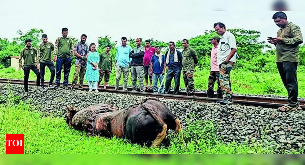 Wild Animal Deaths: Wildlife Tragedy on Railway Track: Animals Perish ...