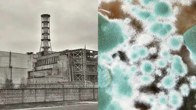 A Black fungus is healing Chernobyl by absorbing nuclear radiation ...