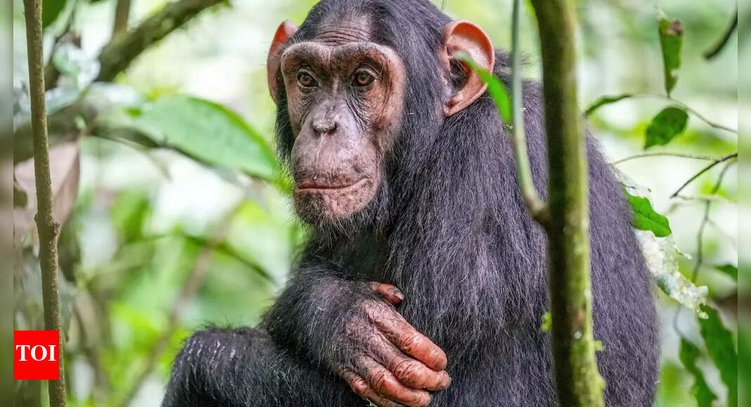 Chimpanzees may speak human words: Researchers reveal after reviewing ...