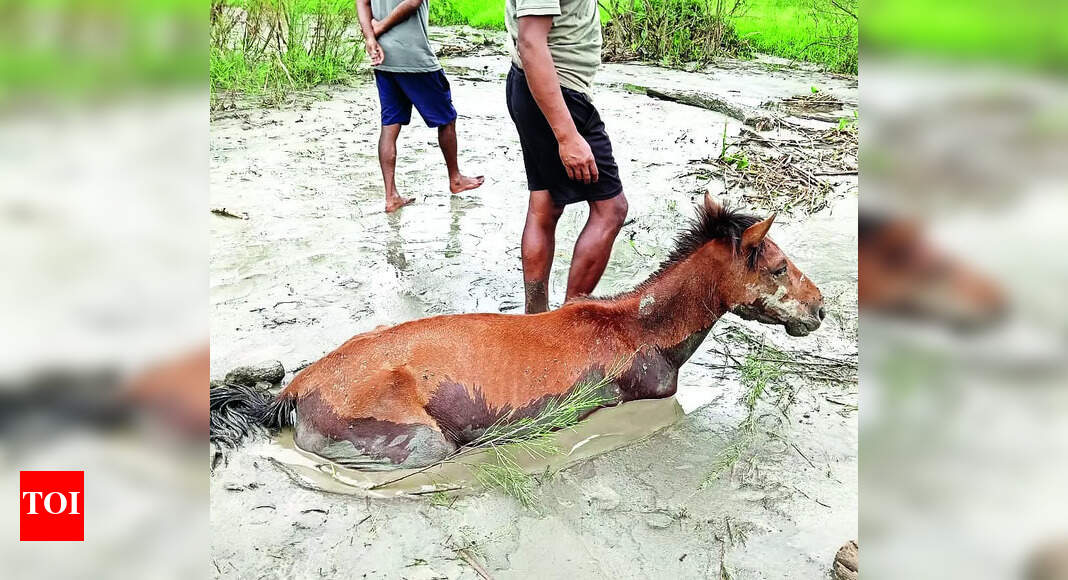 Feral Horse: Feral Horse Trapped in Quicksand on Brahmaputra Sandbar ...