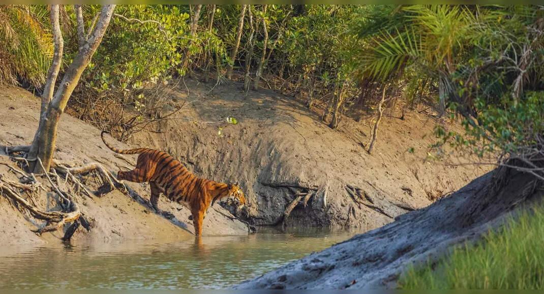 Largest tiger reserves in India | Times of India Travel
