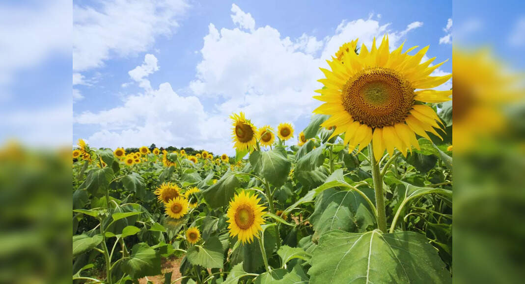 August Long Weekend: A quick guide to places to visit from Delhi ...