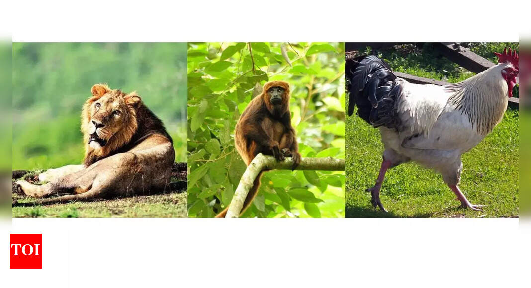 10 animals with the loudest call in the world | World News - Times of India