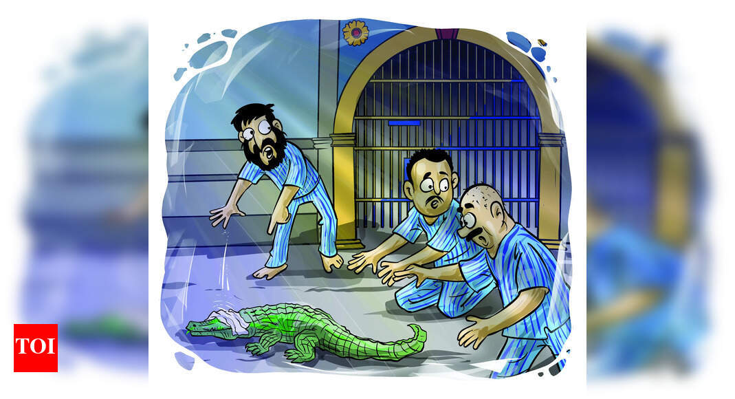 Crocodile: Inmates Trap and Capture Crocodile in Vadodara Central Jail ...