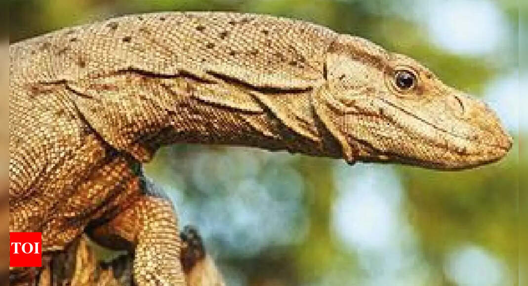 Yellow Monitor Lizards: Speeding vehicles threat to Pilibhit monitor ...