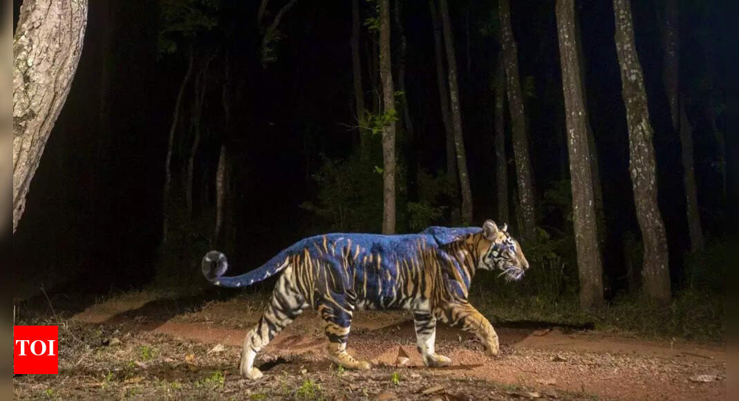 Explained: Why the elusive black tiger is only found in Odisha's ...