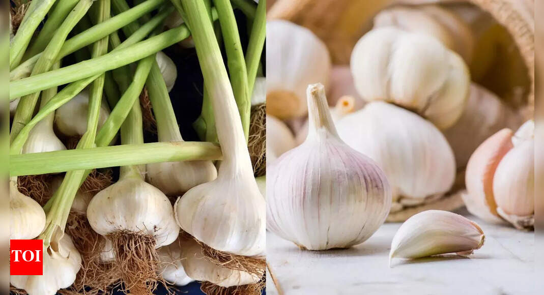 7 reasons to include Garlic water in your morning routine - Times of India