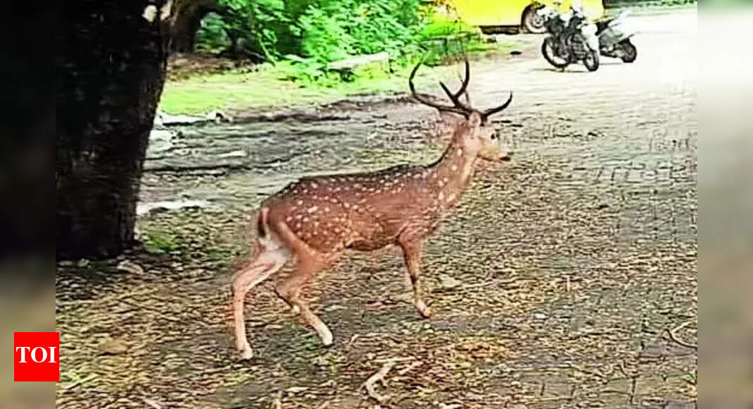 Deer Rescue: Deer rescued from drowning in river after tranquilliser ...