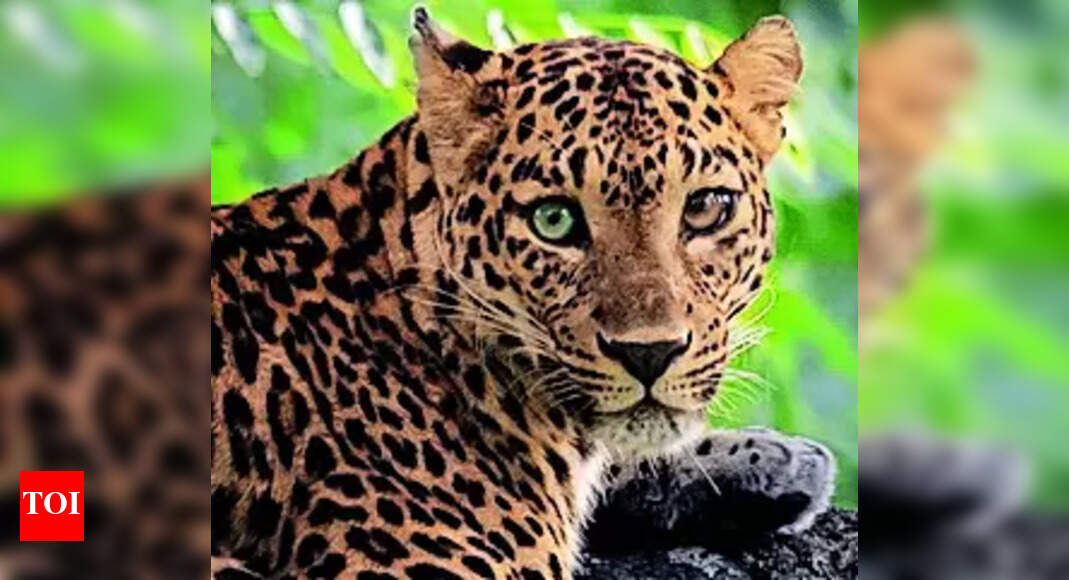 Leopard: Rare Genetic Mutation in Leopard's Iris Colour | Bengaluru ...