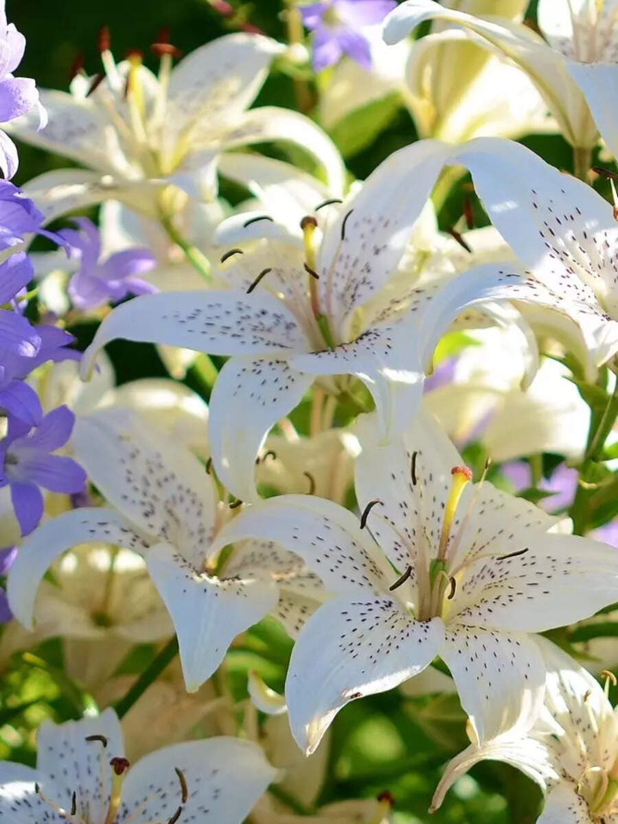 9 most fragrant flowers to grow in your balcony garden | Times of India