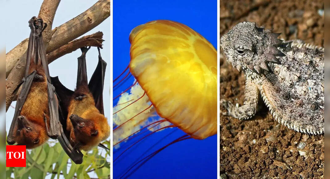 Top 10 animals with misleading names: From Flying fox to American ...
