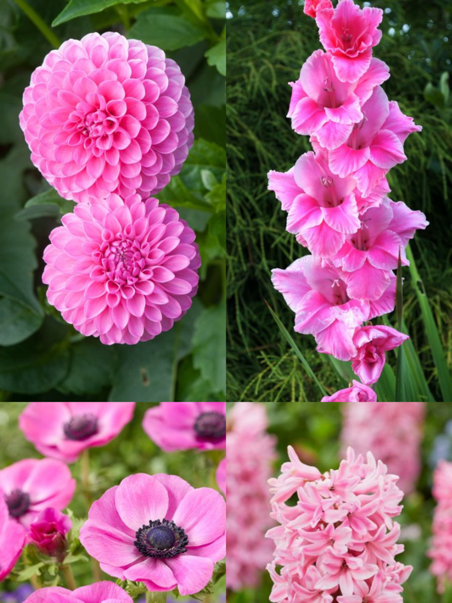 10 Pink Flowering Bulbs For Your Balcony | Times Now