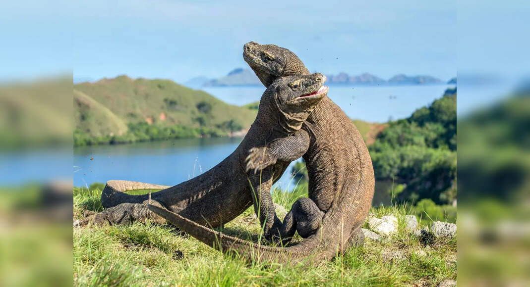 Komodo Island: Wildlife adventures on Komodo Island, Indonesia: The ...