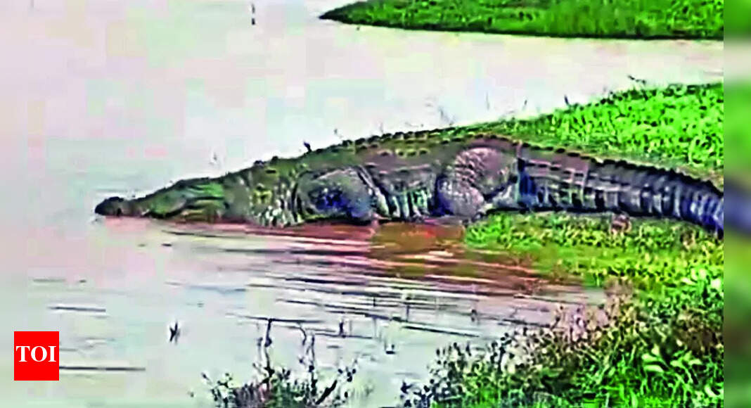 Crocodiles: Crocodiles Emerging in Flood-hit Areas Pose Threat to ...