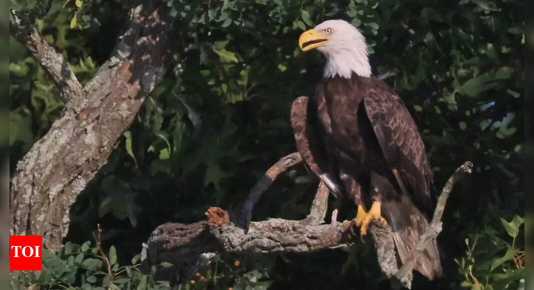 After over 200 years bald eagle becomes US national bird - Times of India