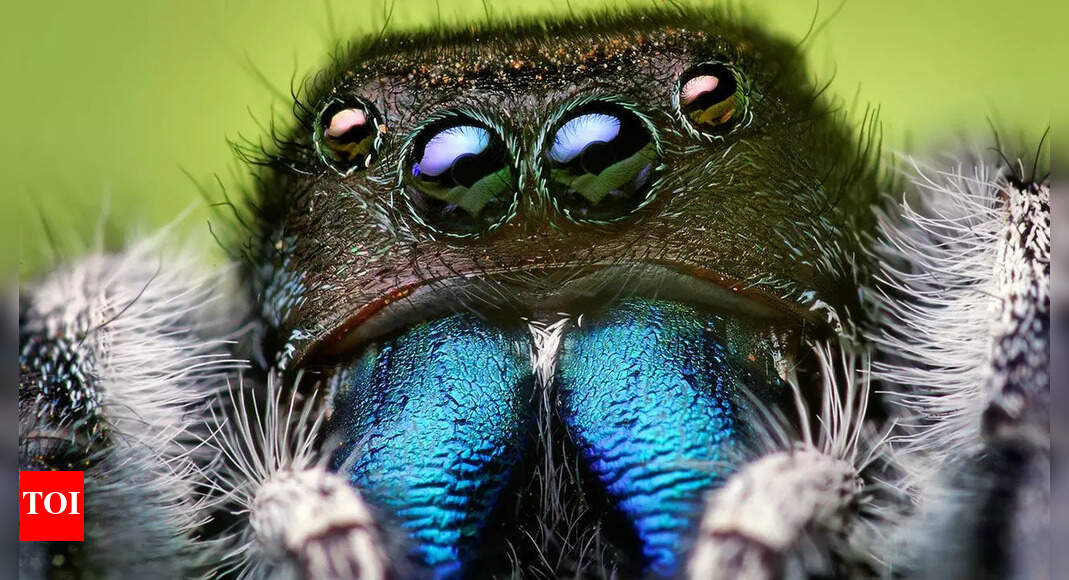 How many eyes do spiders have? | - Times of India