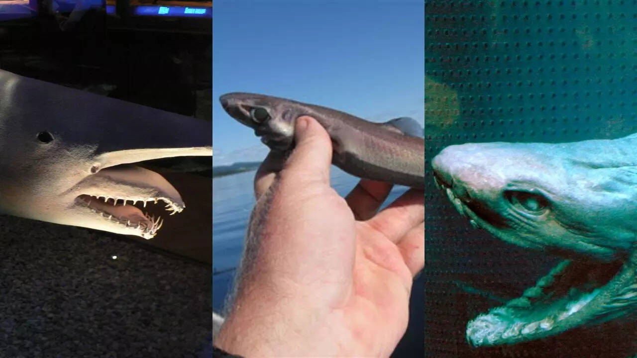 Rarest Shark In The World Yes, Fatal Sharks Bites Are Rate